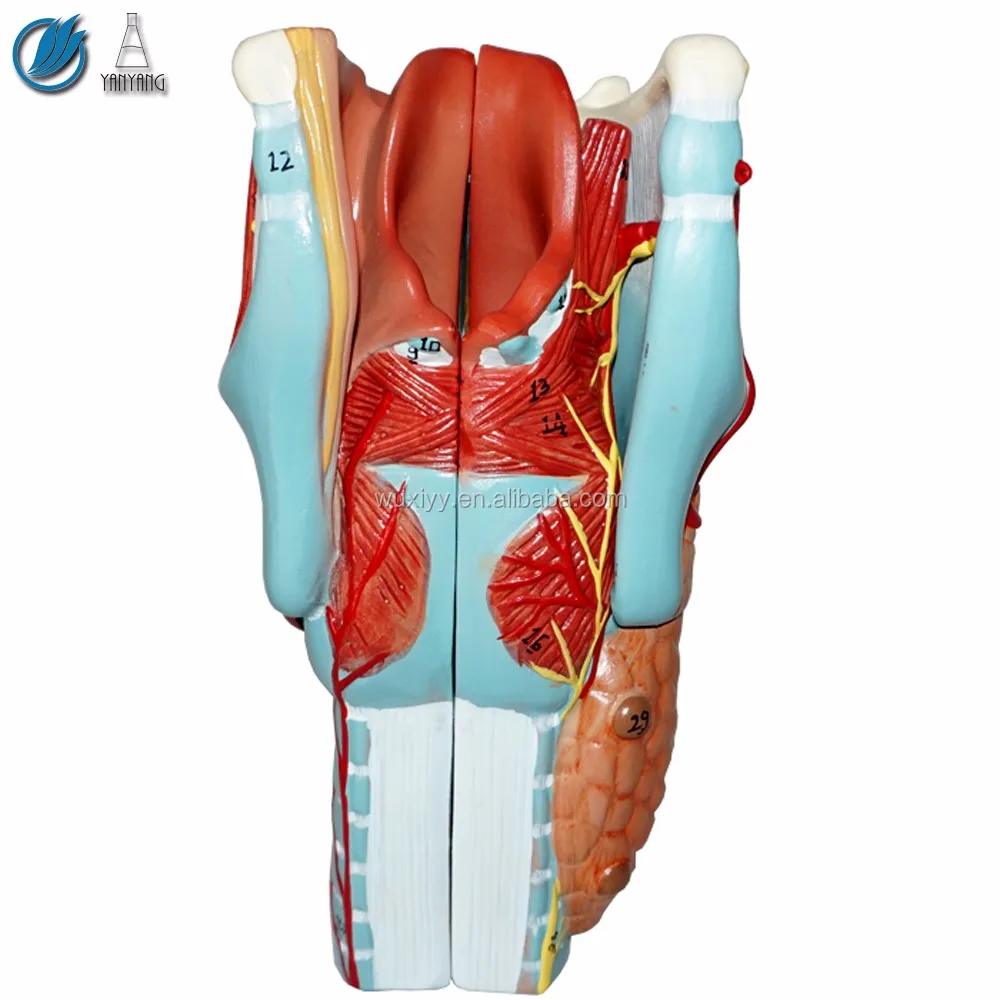 Human Plastic Anatomical Larynx Model - Educational Specimen