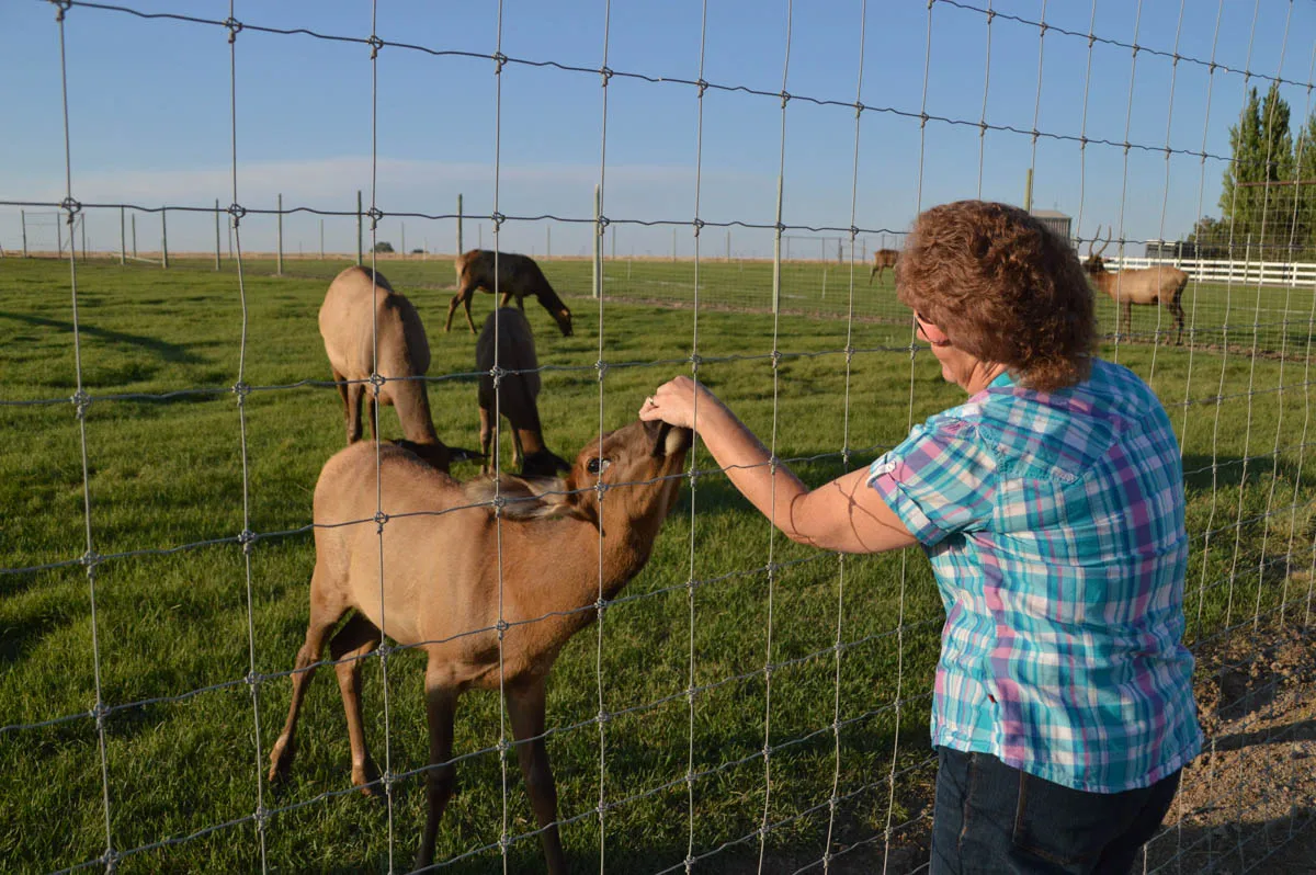 Durable High Tensile Wire Fencing for Farm & Goat Use
