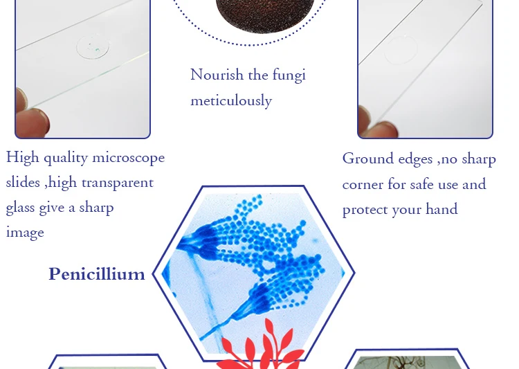 Fungi Microscope Prepared Slides - Penicillium & Aspergillus