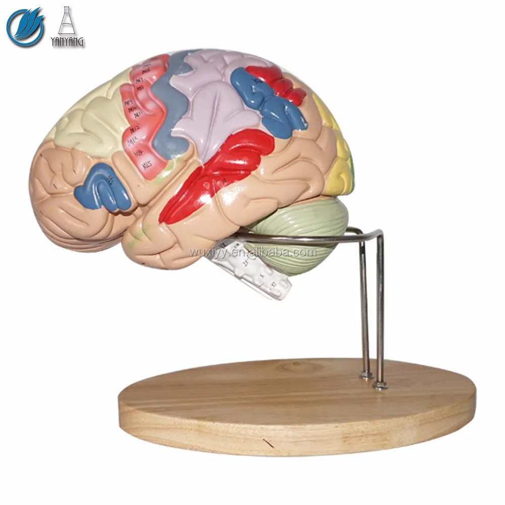 8 Parts Plastic Anatomical Head Brain Model for Medical Education