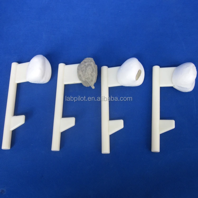 Hot Prostate Examination Training Simulator,Prostate Diseases Model ...