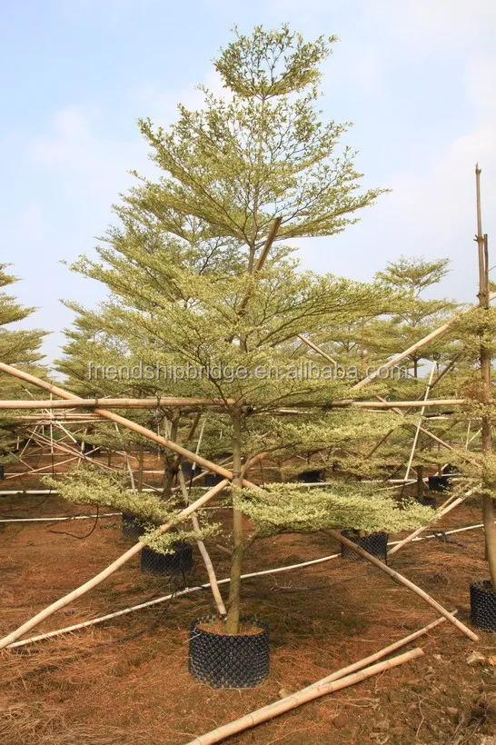 Terminalia Mantaly Tricolor Tree,Outdoor Plant,Variegated Madagascar ...