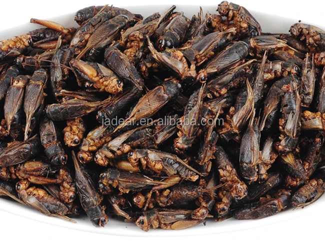 High Protein Dried Crickets,Cricket Flour For Human - Buy High Protein ...