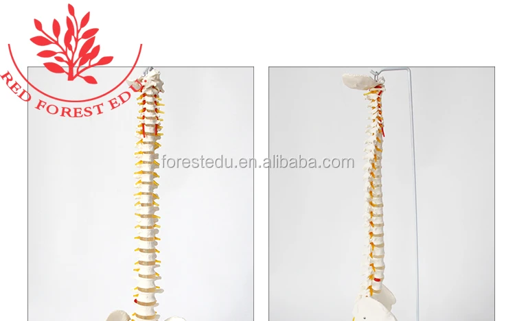 Human Skeleton Model - Flexible 3d Spine Anatomy For Education & Oem