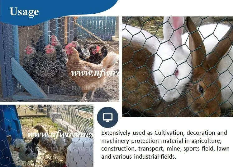 Galvanised Poultry Wire Mesh - Durable and Corrosion Resistant