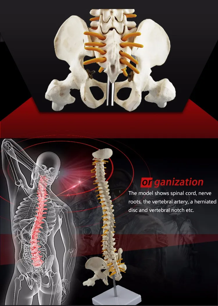 Middle-sized Flexible Vertebral Column Spine With Femur Heads And ...