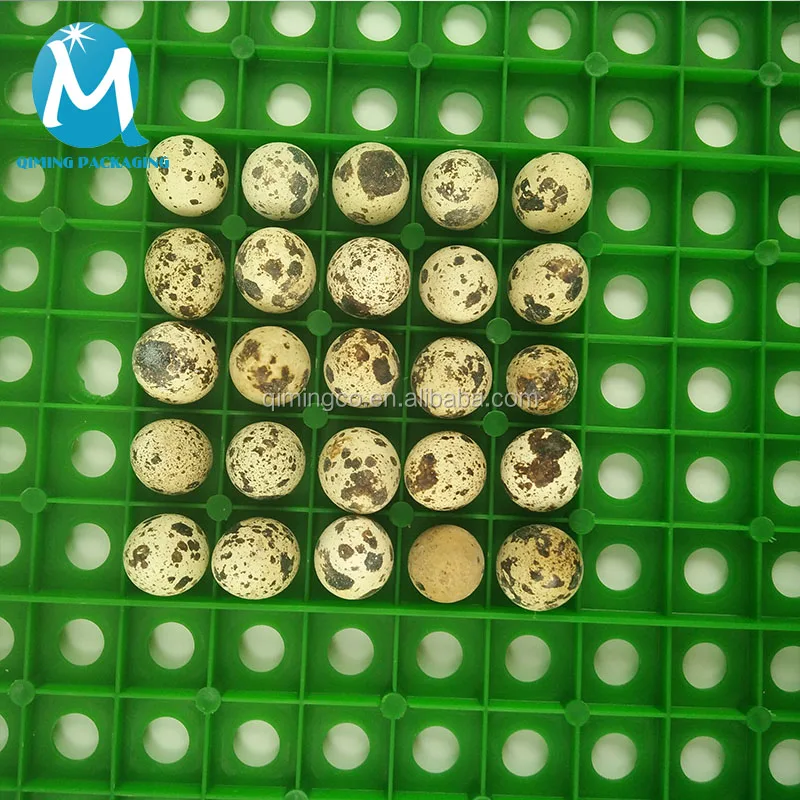 150 Pcs Plastic Quail Egg Tray For Packing Quail Eggs For ...