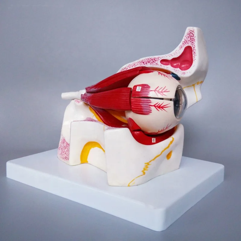 Biology Human Anatomical Eye Model With Orbit Eye Structure Model ...