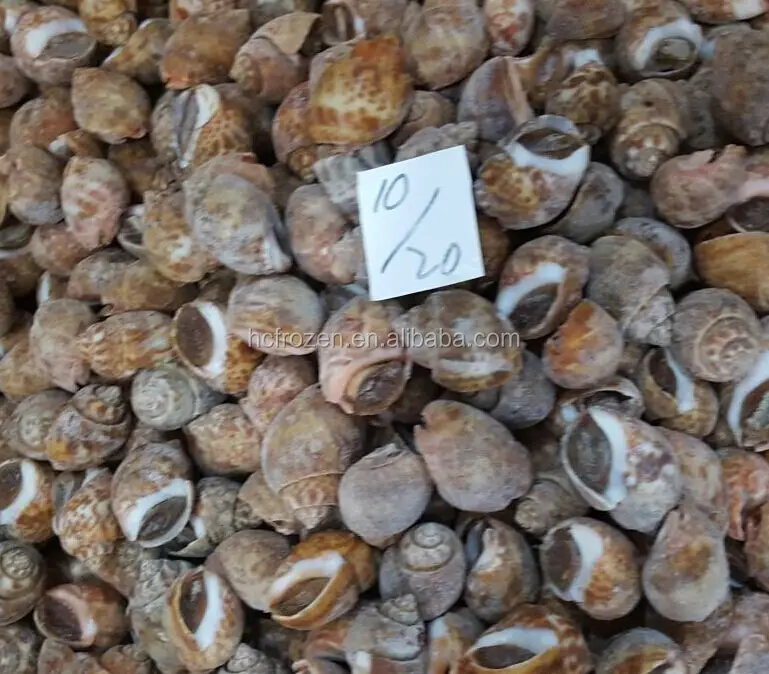 2016 New Crop Fresh Iqf Frozen Top Shell Frozen Baigai - Buy New Crop ...