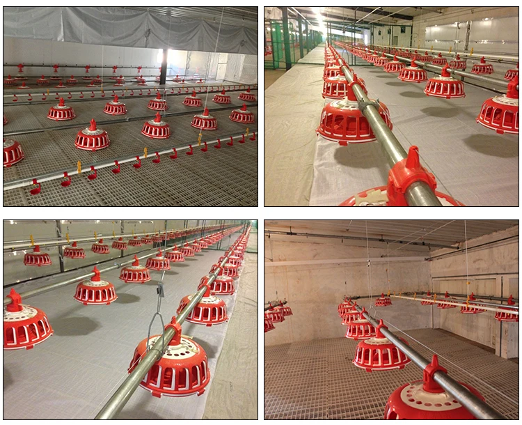 China Breeder Chain Disc Pan Feeding System With CE Certification ...