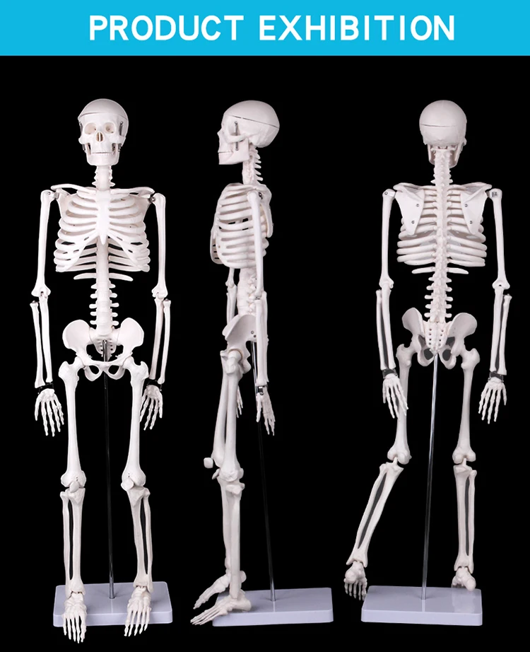 Shiny Skeleton - Plastic Model for Medical School Students