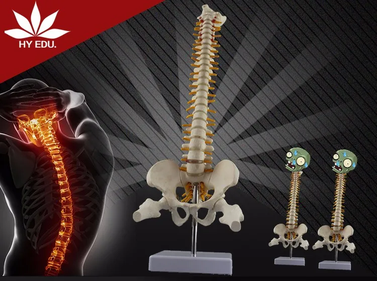 Middle-sized Flexible Vertebral Column Spine With Femur Heads And ...