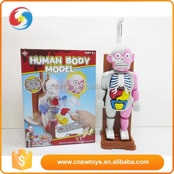 Human Body Model Pretend Play Toy - Buy Human Body Model,Pretend Play ...