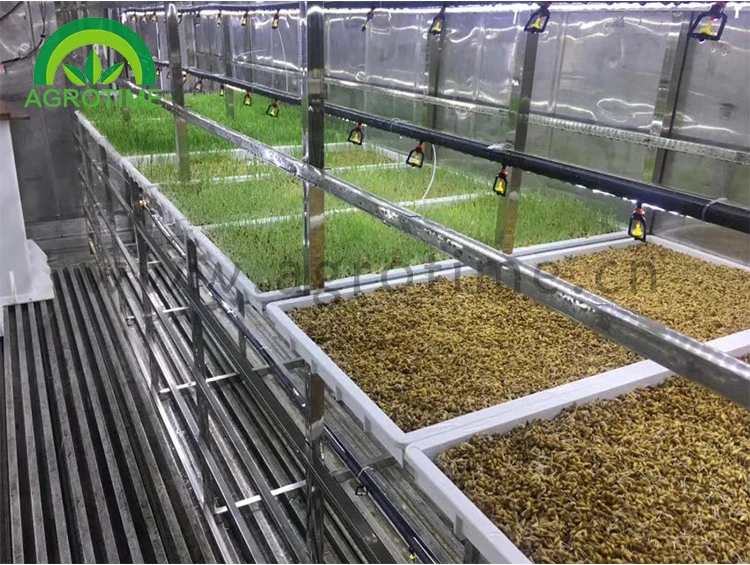 Hydroponic Fodder Growing System/nutritious Sprouted Barley Fodder ...