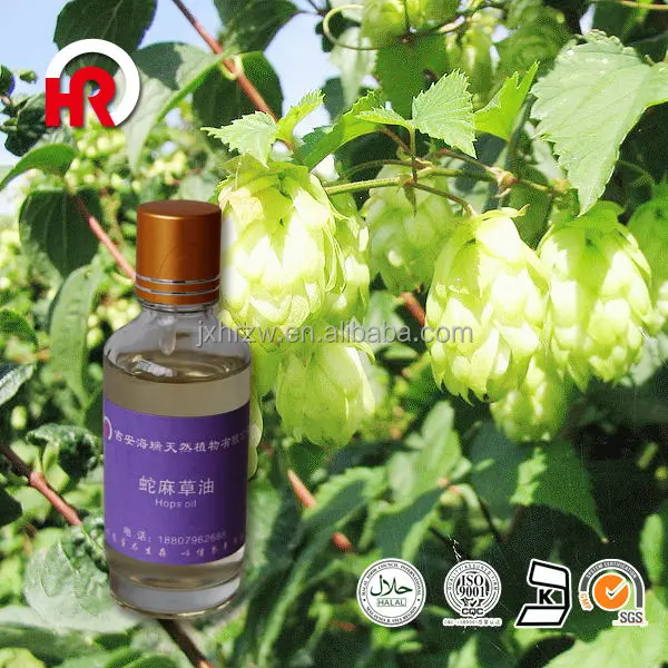 Natural Fresh Hops Extract Essential Hops Oil - Buy Hops Oil,Essential ...