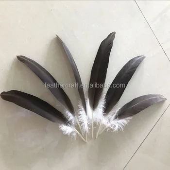 Most Popular Eagle Feather With Different Size For Sale - Buy Eagle ...