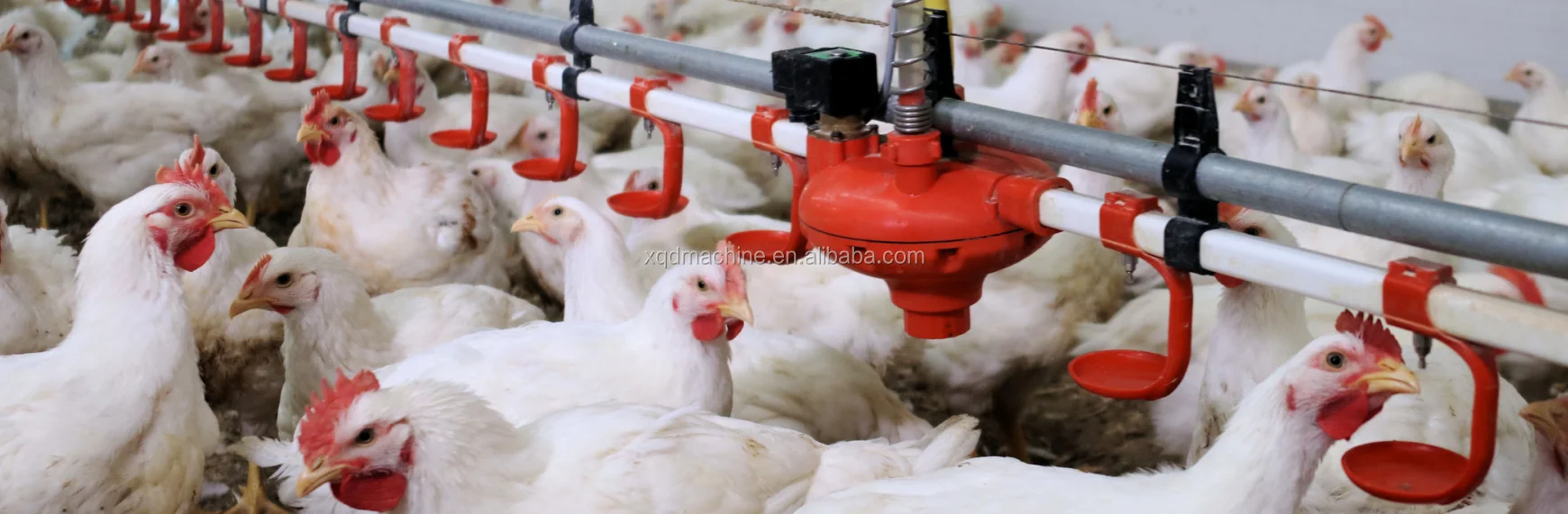 Automatic Poultry Ball Valve Chicken Nipple Drinkers for Layers ...