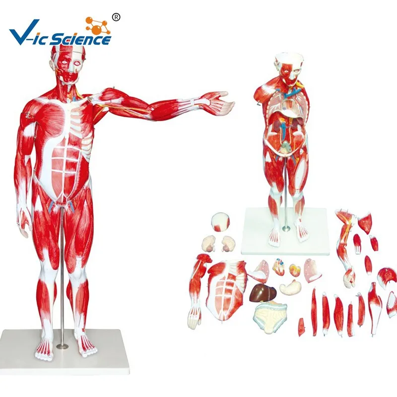 Human Muscle Model for Medical Science| Alibaba.com