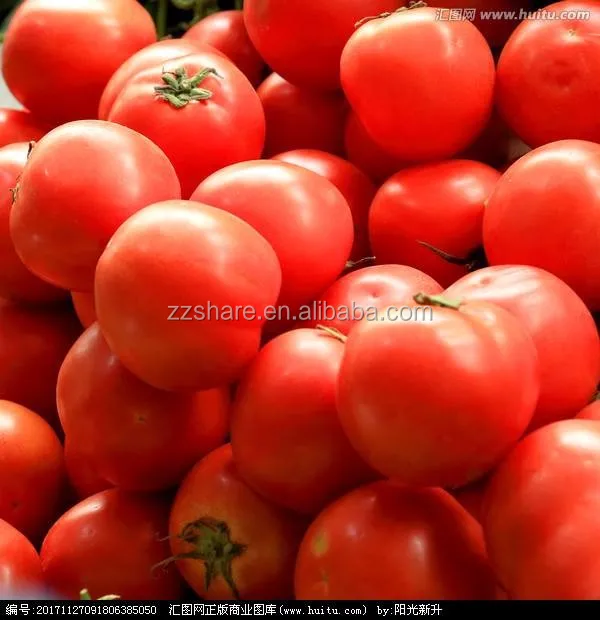 Fruit Washing and Sorting Machine - Efficient & Reliable