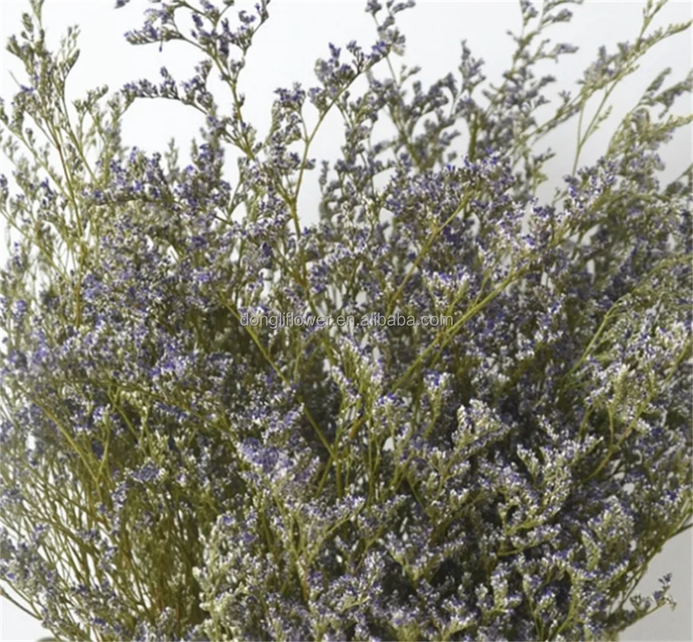 Secas Natural grama Limonium Vulgare Caspia flor atacado-Flores ...