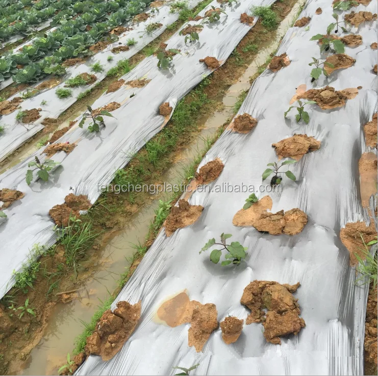 Agriculture Vegetables Crops Compostable Mulch Paper