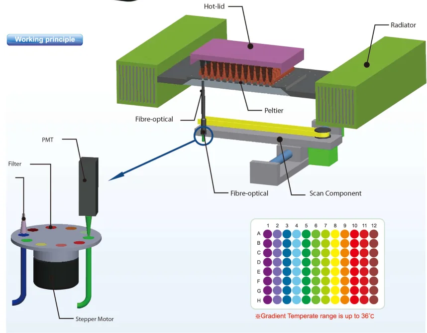 Real-time Quantitative PCR Detection PCR machine Real time PCR, View ...