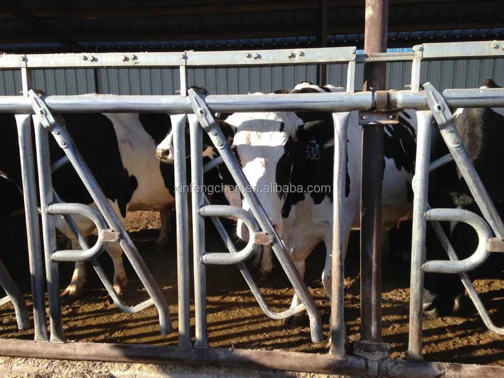 Galvanized Cow Cattle Headlock - Buy Cow Cattle Headlock,Cow Headlock ...