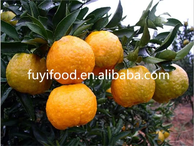 Chinese Fresh Ponkan Mandarin/sweet Nanfeng Mandarin/mashui Mandarin ...