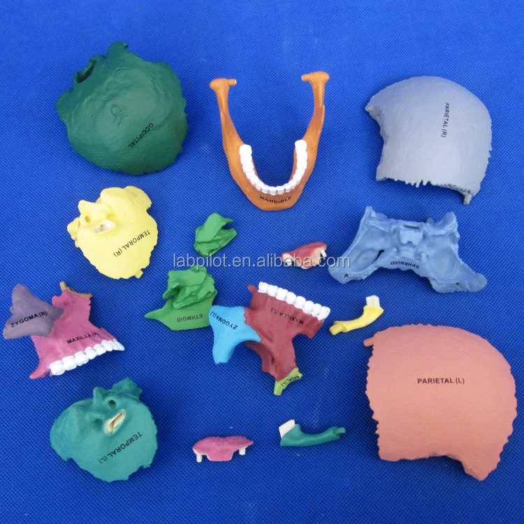 1:2 Colored Skull Model,Assembly Skull Model - Buy Skull Model,Plastic ...