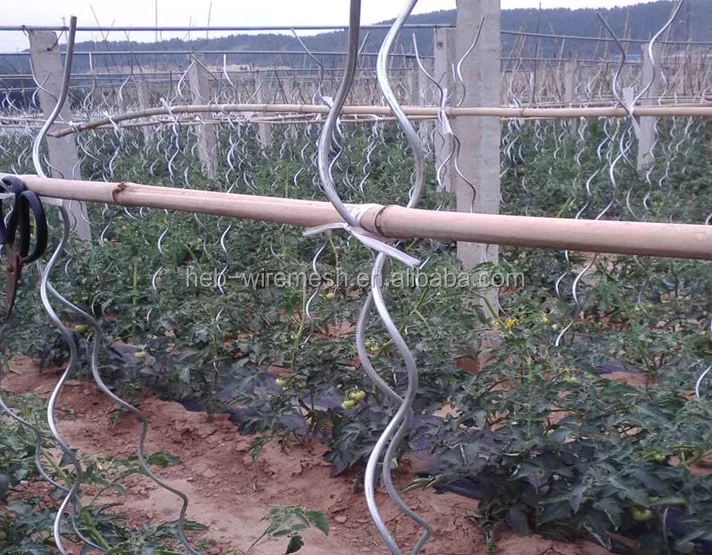 Tomato Growing Spiral - Sturdy Support for Healthy Plants