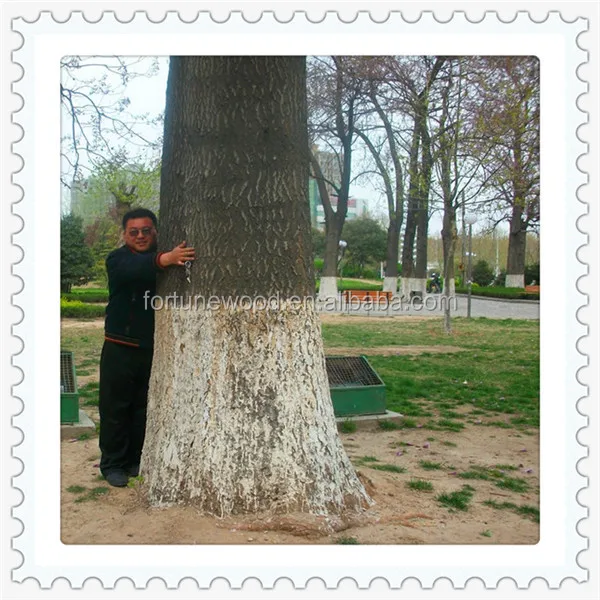 Beautiful Flower Empress Splendor Paulownia Tree With Highly Adaptable ...