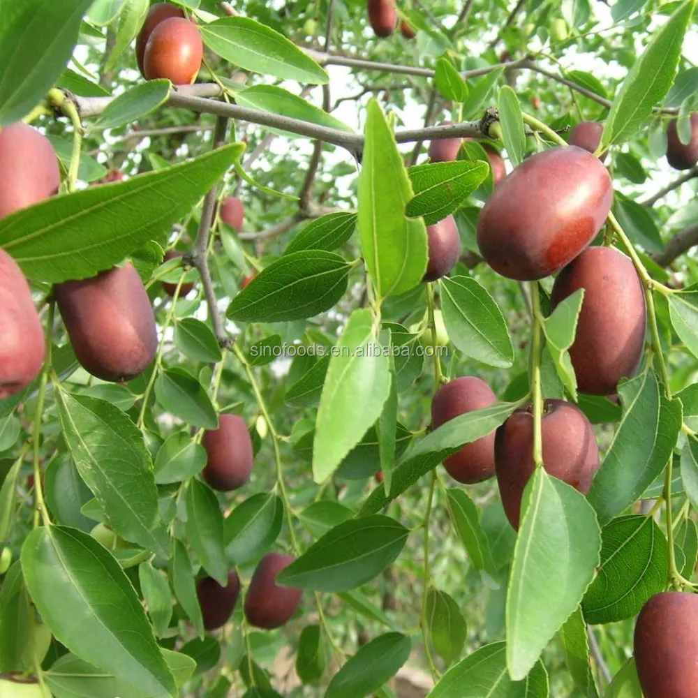 Organic Dried Sweet Jujube And Big Red Fresh Organic Dried Jujube - Buy ...