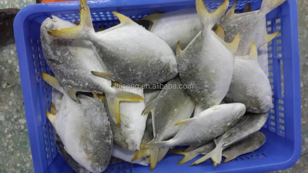 Golden Pompano Pomfret/fresh Frozen Fish Chinese Seafood - Buy Frozen ...
