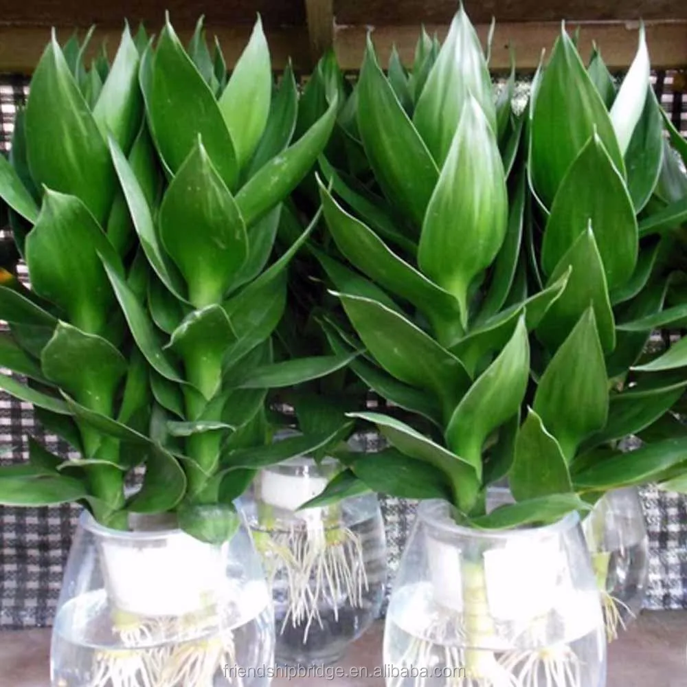 Hydroponic Rose Bamboo Flower Bamboo Dracaena Deremensis Syn. Dracaena ...