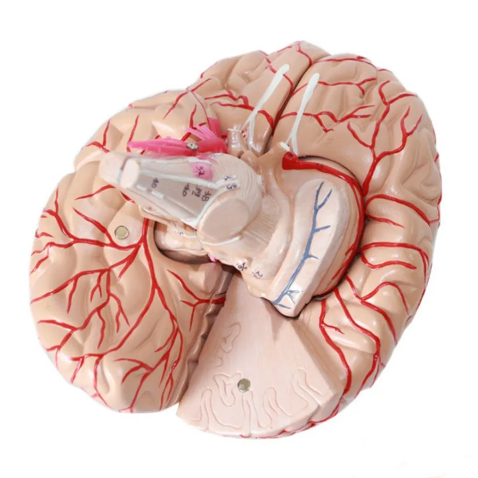 Life Size Human Anatomical Brain With Arteries 9 Parts Plastic Brain ...