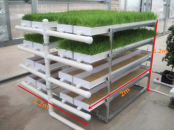 Cattle Fodder Hydroponic System For Sale - Buy Hydroponics Fodder ...