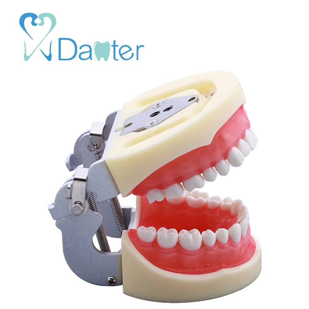 Dental Typodont Model Training Loose Teeth with Straight Roots 32 28