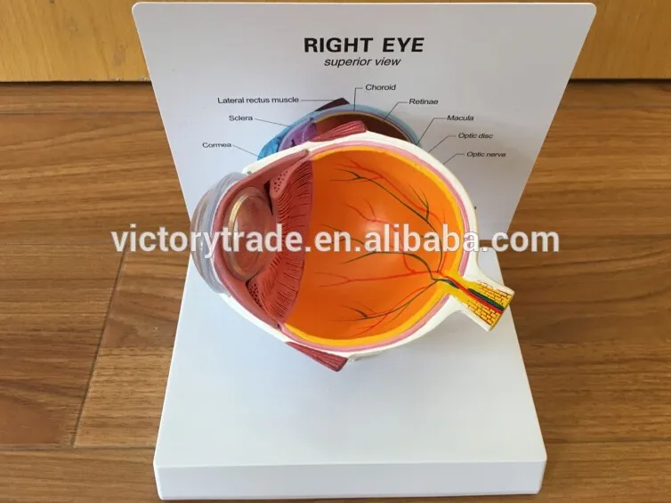 V-am020 Wholesale Best Price Giant Plastic Human Right Eye Anatomy ...