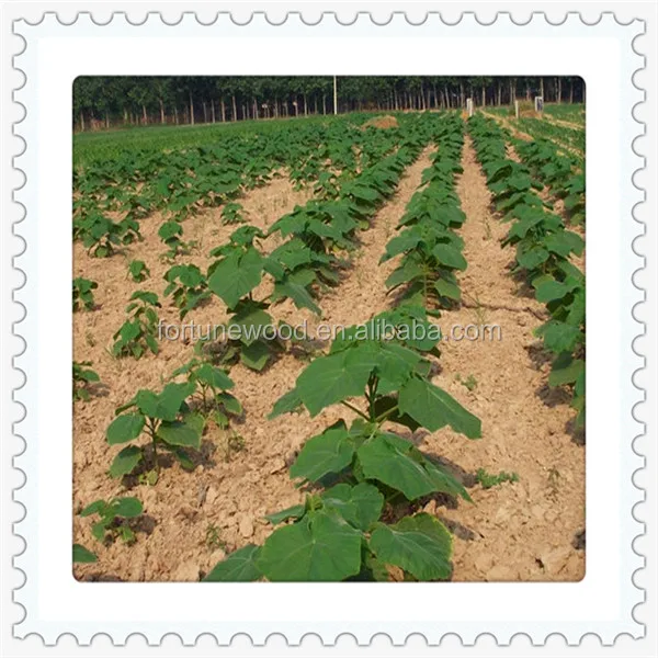 Beautiful Flower Empress Splendor Paulownia Tree With Highly Adaptable ...