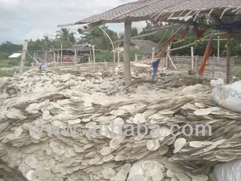 Raw Capiz Shell - Buy Capiz Sea Shell Product on Alibaba.com