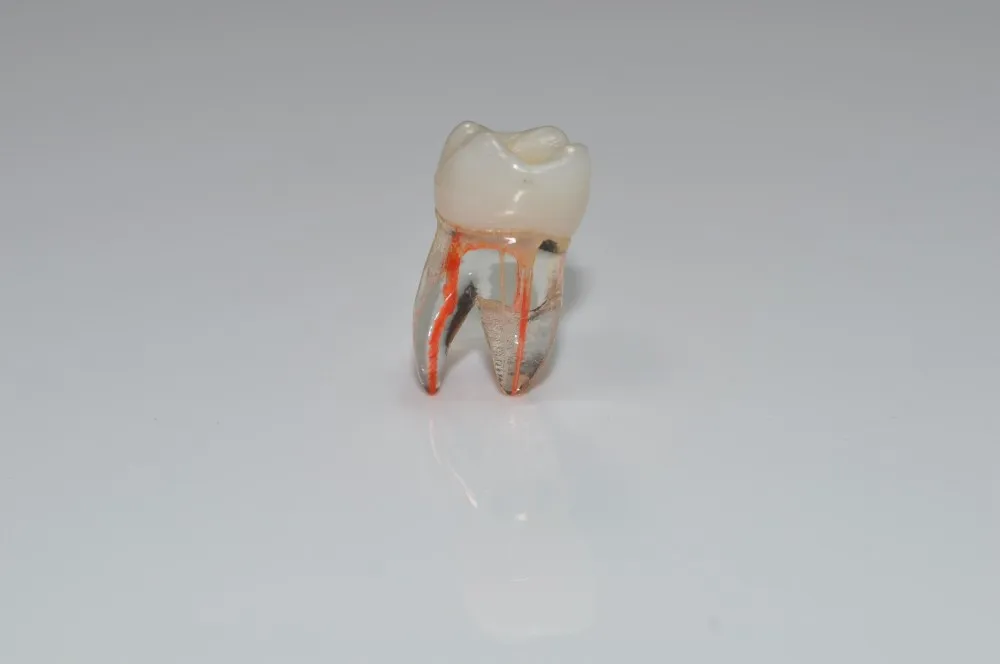Root Pulp Cavity Teeth Model for Endodontic Training