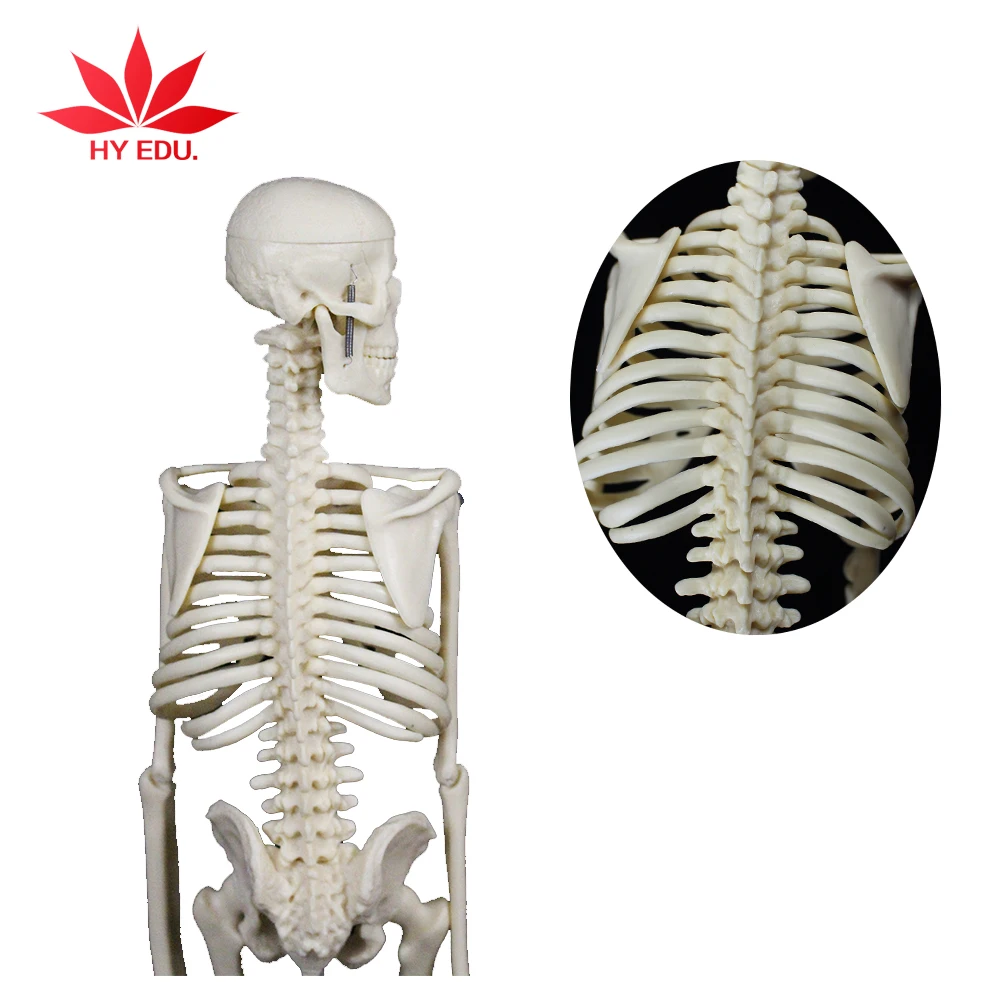 45 cm skeleton modell menschlichen lehrmittel mini kunststoff skeleton ...