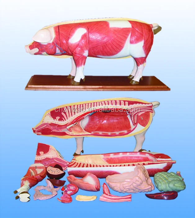 18 Parts Pig Anatomy Models - Detailed Educational Tools for Medical ...