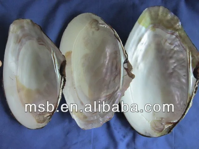 White Mother Of Pearl Farmed Freshwater Raw River Shell - Buy River ...