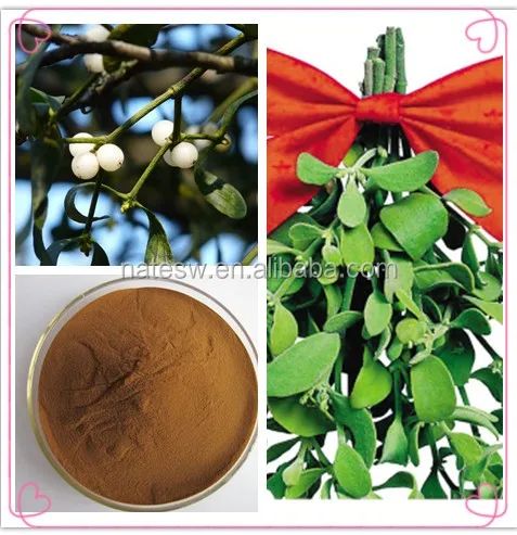 Mistletoe Extract Viscum Album Extract 20:1 - Buy Mistletoe Extract ...