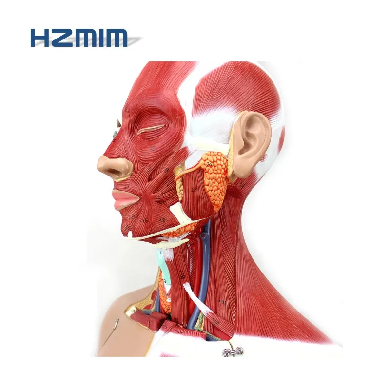 Anatomical Model - Detailed Demonstration for Medical Science