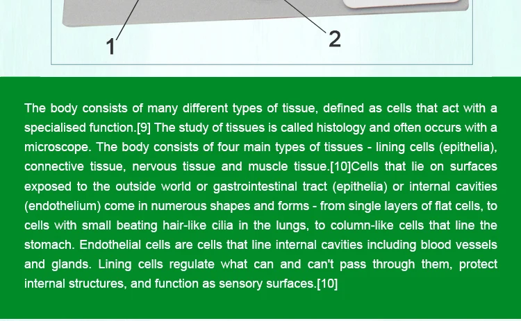 Human Histology Slides Set For Medical Education - Glass Microscope ...
