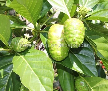 Chinese Noni Tea,Customized Noni Leaf Herbal Tea In Teabags - Buy Noni ...