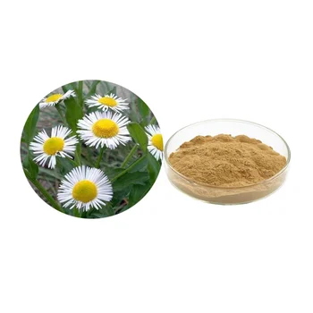 Pure And Natural Chrysanthemum Indicum L.extract Powder/chrysanthemi ...