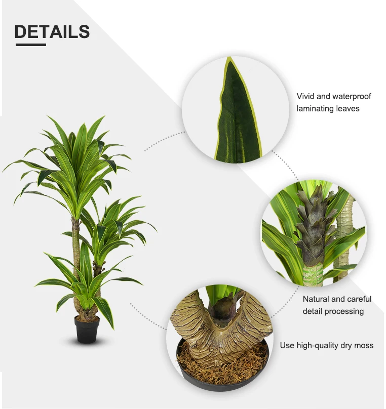 1.8m Cornstalk Dracaena 6 Feet Tree - Perfect Indoor Decoration